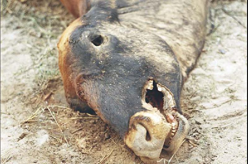 Extrañas mutilaciones de vacas atemorizan a pobladores en el ...
