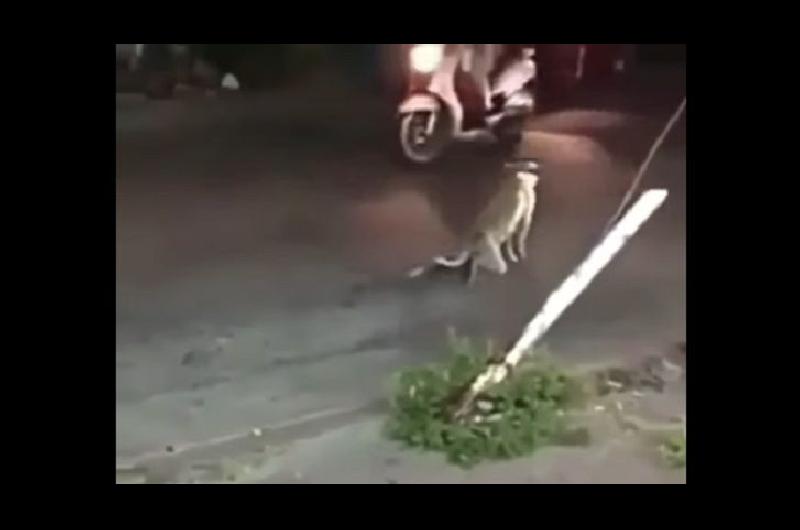 Video: perro se hace el "atropellado" para pasarla bien - En las ...