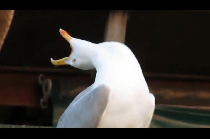 ¿De dónde viene el meme de la gaviota, que se viraliza en Fcebook? - Te ...