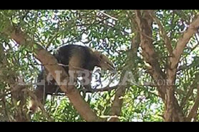 Un oso hormiguero sorprendió a una familia de Rodeo de Soria - Una ...