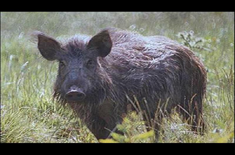 El cerdo ''más feo del mundo'' fue filmado por primera vez - El animal ...