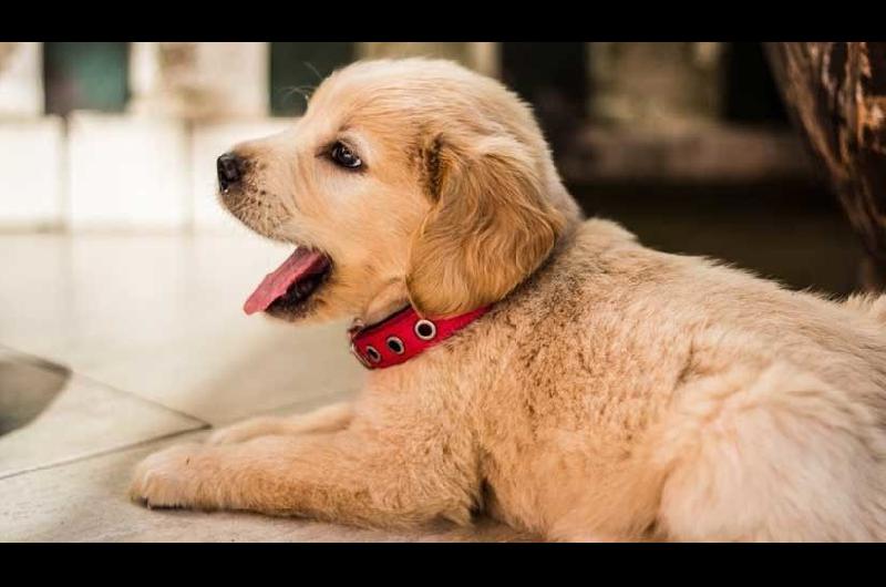 Increíble: Salio a la luz el video del perro con rostro humano - El can ...