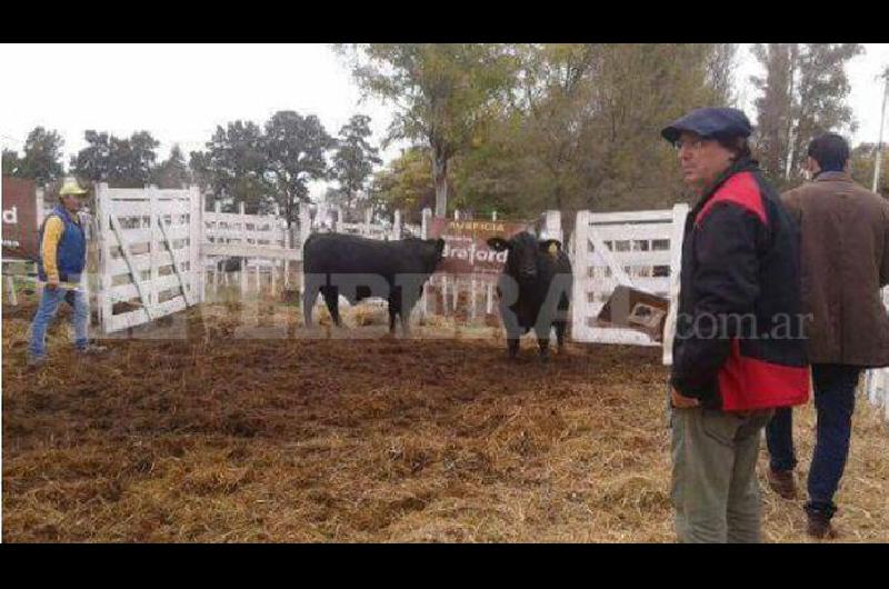 Gran expectativa a días del comienzo de la Expo Bandera - La muestra ...