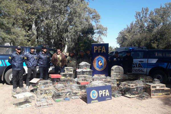 Secuestran 400 animales en peligro de extinción que eran ...