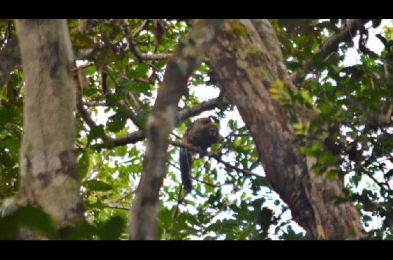 La foto de un mono musculoso es furor en las redes - Un fotógrafo ...