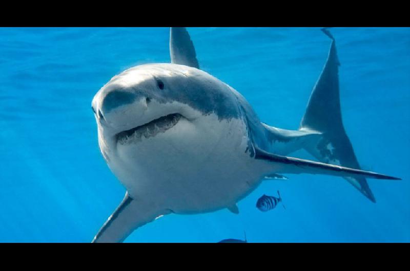 Temor por el descubrimiento de un "mini" tiburón - El animal mide 14 ...