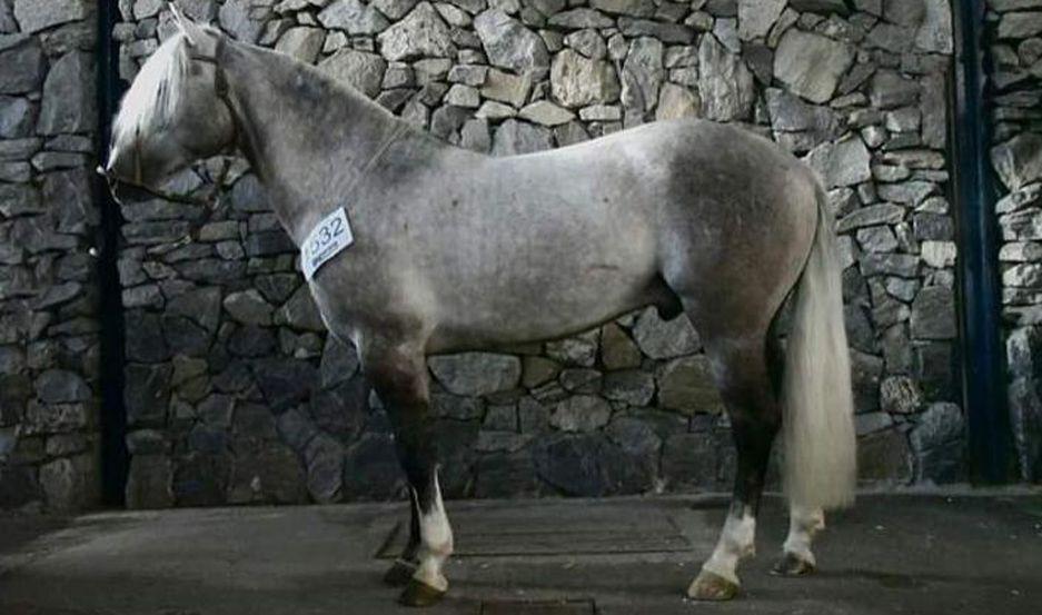 Caballo santiagueño obtuvo mención en la muestra de Palermo - En la ...