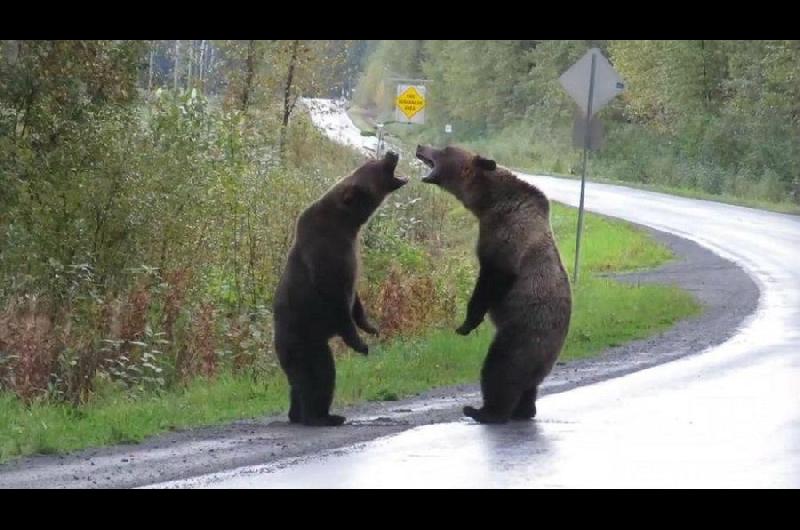 ¡Espectacular pelea de osos! - El increíble hecho fue filmado en una ...