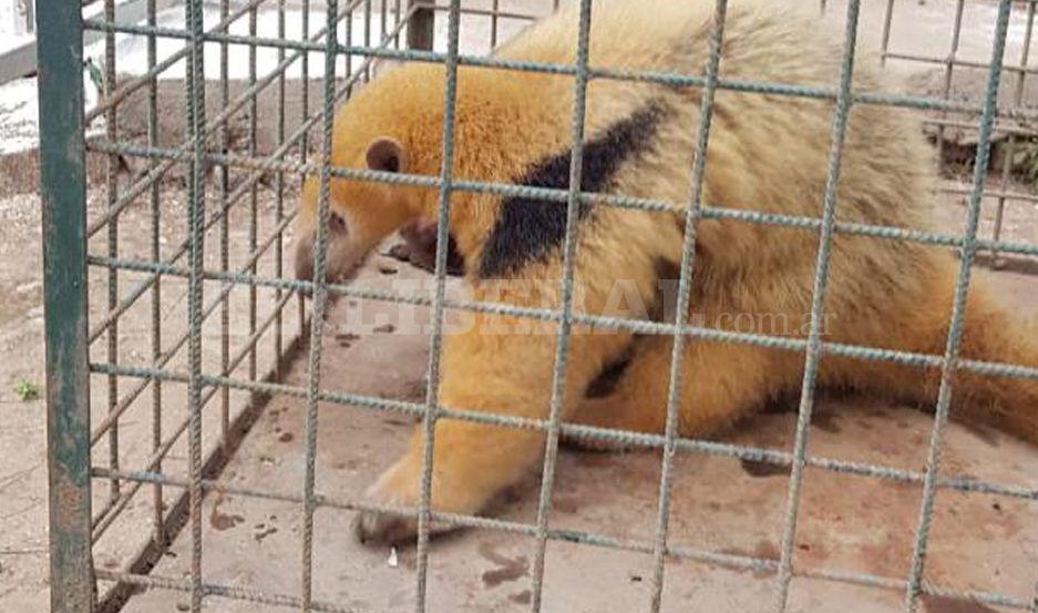 VIDEO | El emotivo momento en que un oso melero es liberado en su ...