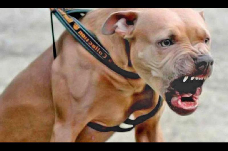 Mirá qué dice la ley respecto a las responsabilidades en los dueños de ...