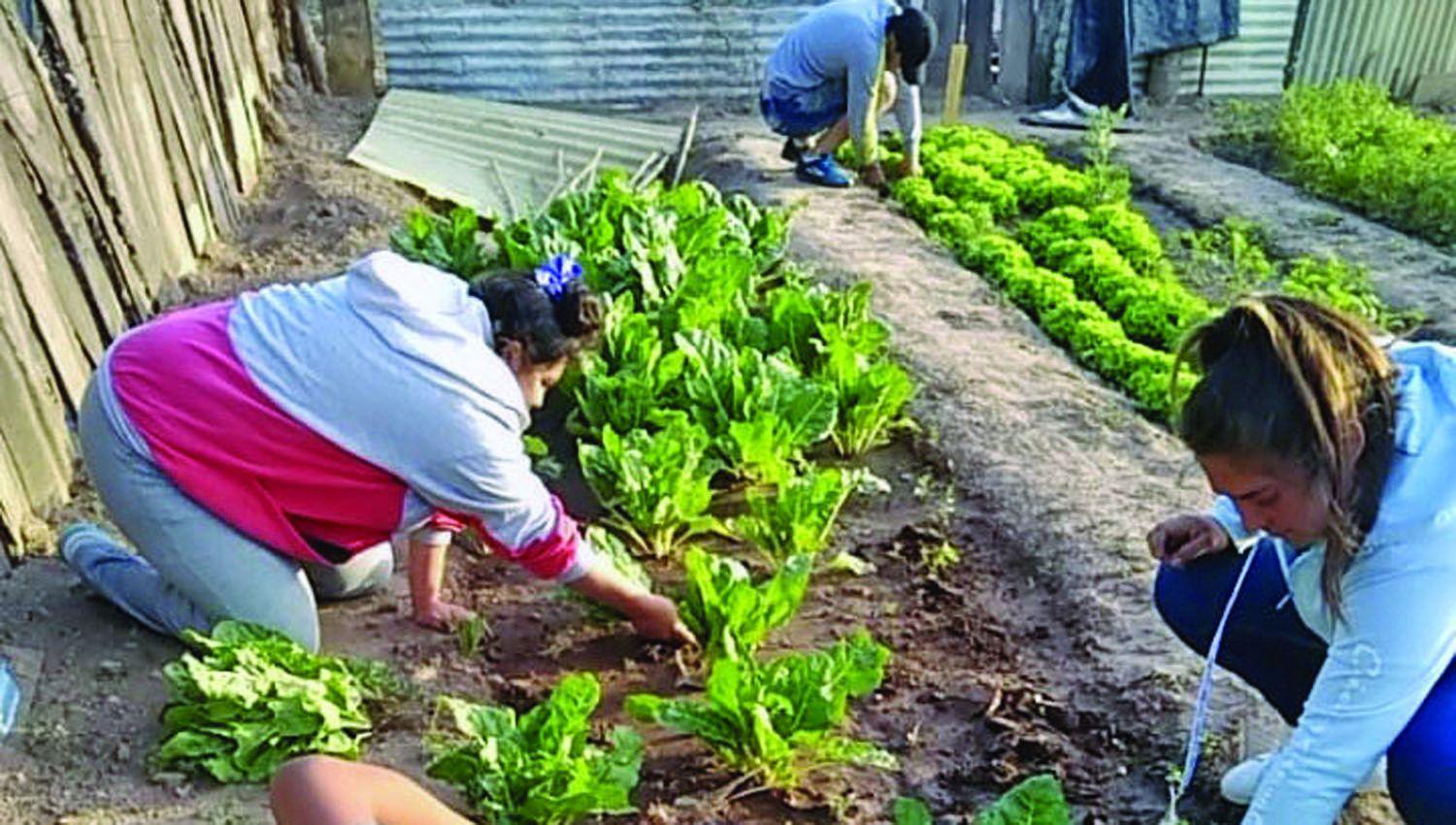 Exitosa experiencia tuvo una huerta comunitaria en barrios de Quimilí ...