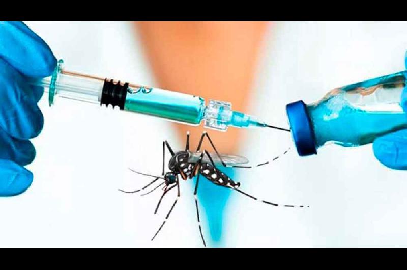 Cuáles son las vacunas contra el dengue y qué hay en Argentina - Carla Vizzotti se refirió a ...