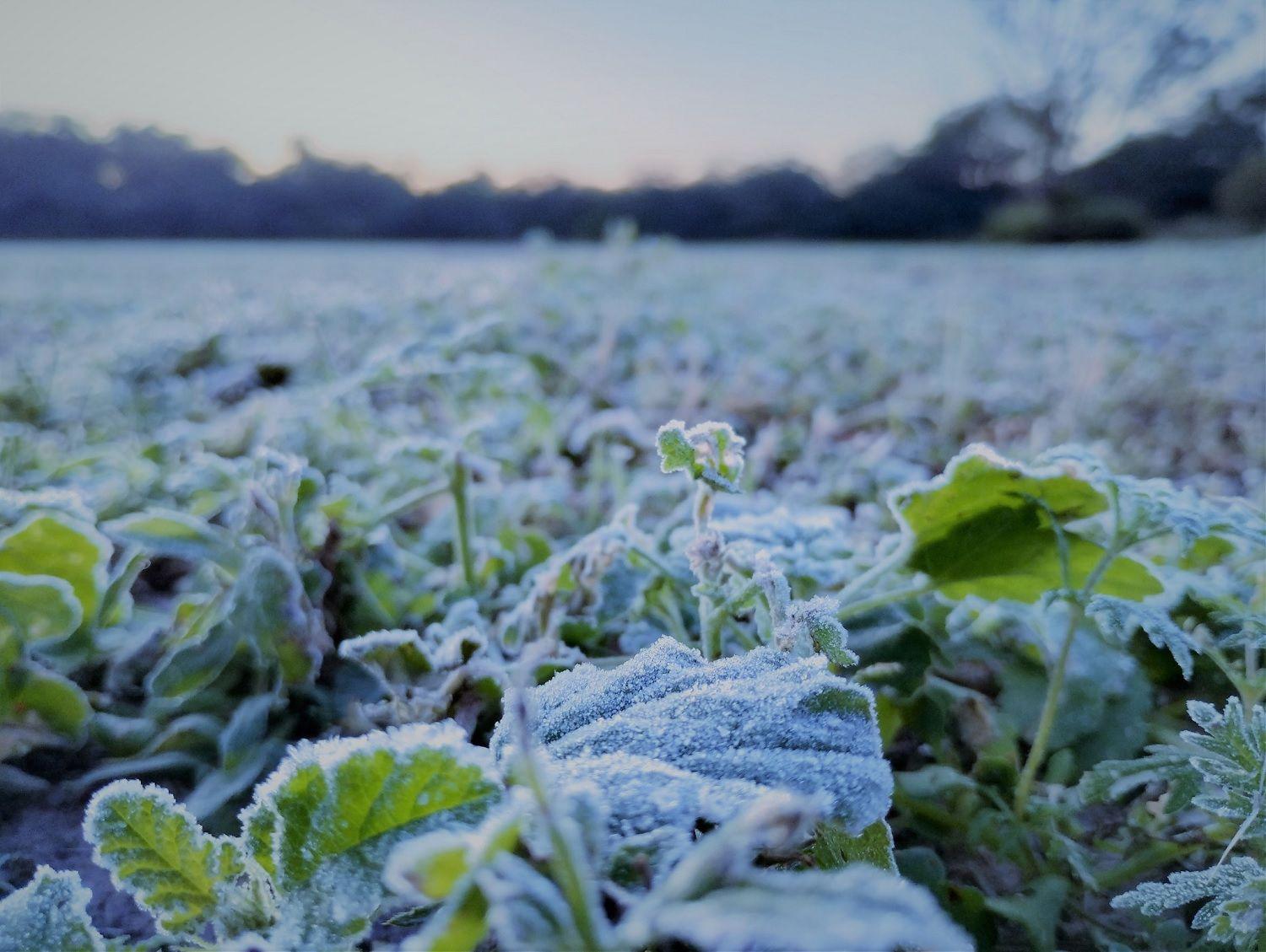 Registran en el INTA la primera helada meteorológica del año - Este ...