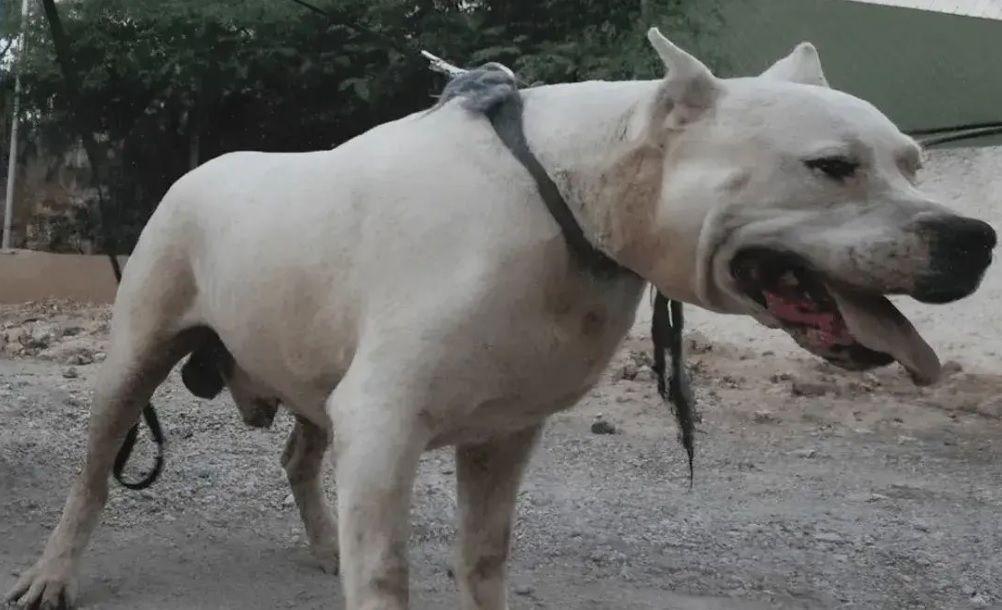 "El perro de raza no trae la violencia desde su nacimiento, lo entrenan para que sea violento ...