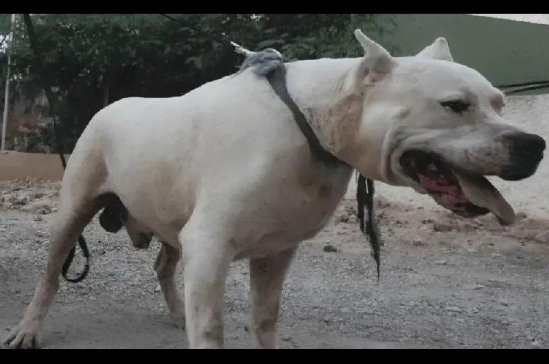 "El perro de raza no trae la violencia desde su nacimiento, lo entrenan para que sea violento ...
