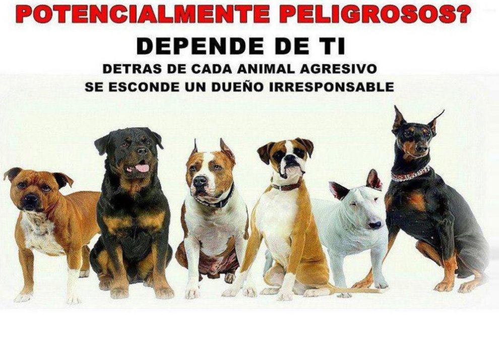 "El perro de raza no trae la violencia desde su nacimiento, lo entrenan para que sea violento ...