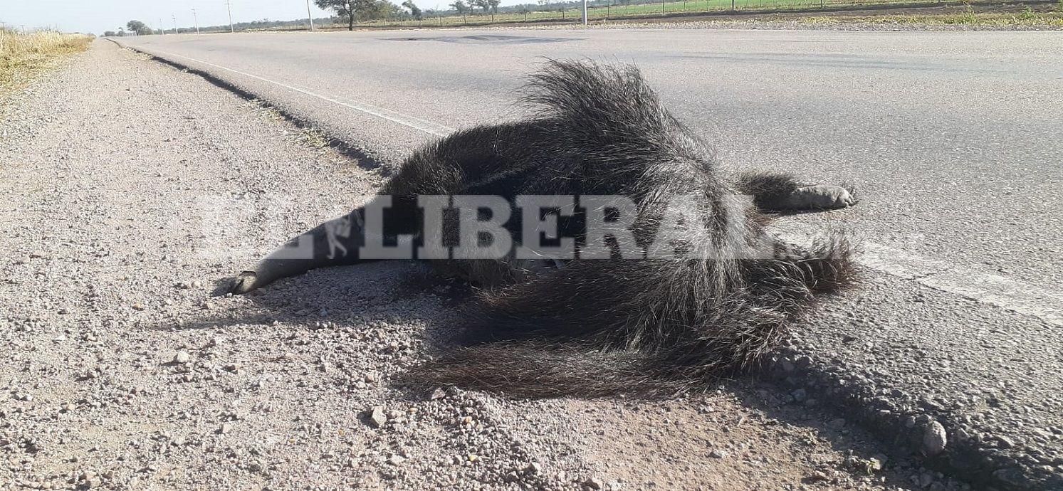 Apareció muerto un ejemplar de Oso Hormiguero a 10 km de Quimilí: lo ...