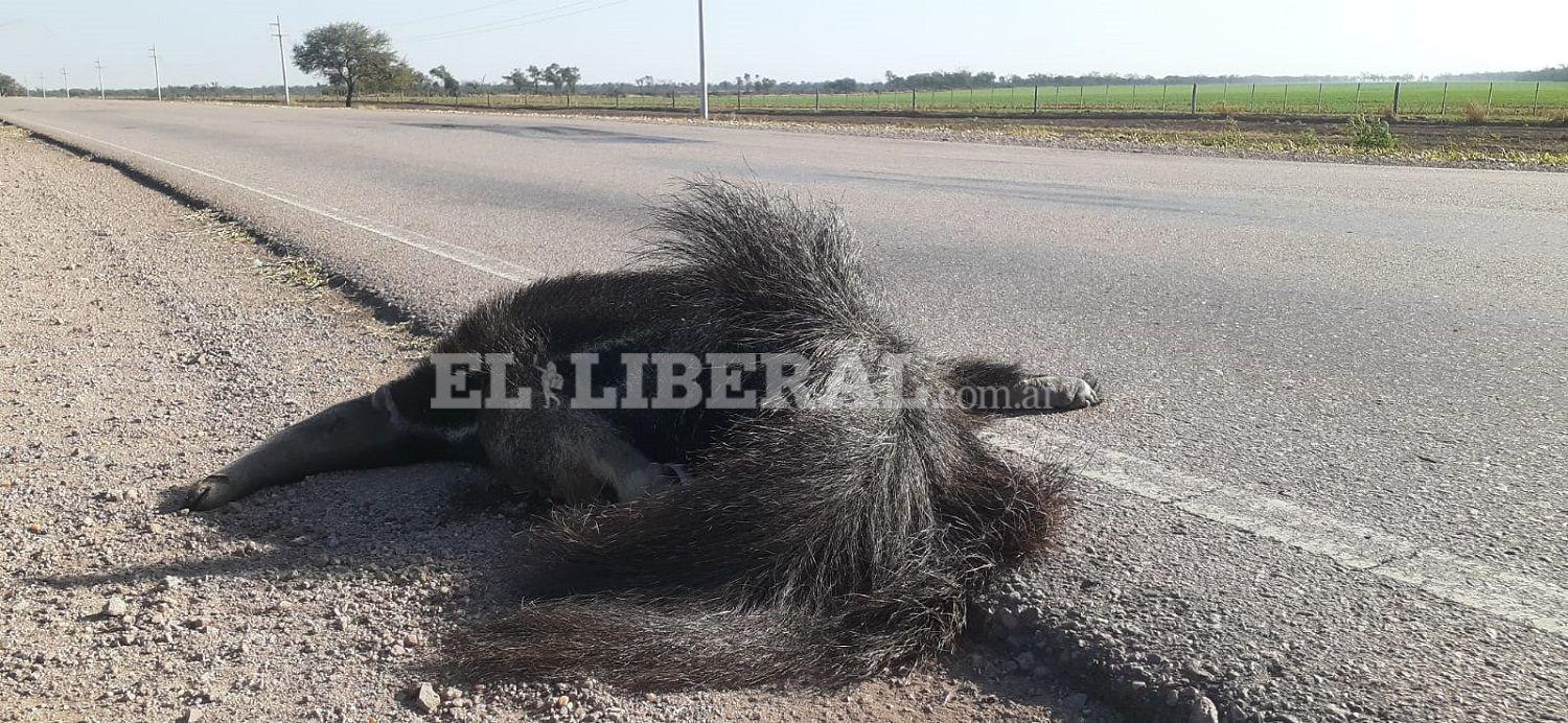 Apareció muerto un ejemplar de Oso Hormiguero a 10 km de Quimilí: lo ...