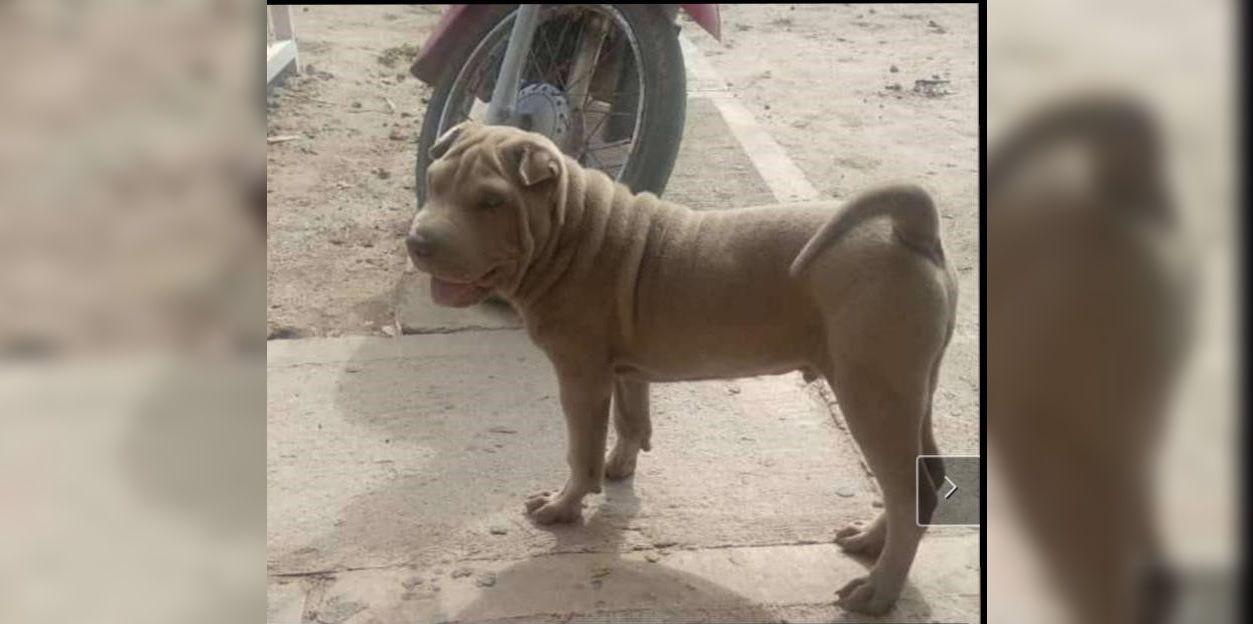Familia busca intensamente a Mico, un perrito Shar Pei que se extravió ...