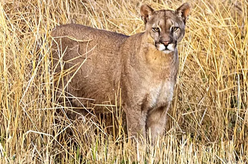 La felicidad de un fotógrafo al lograr retratar un puma en libertad en ...