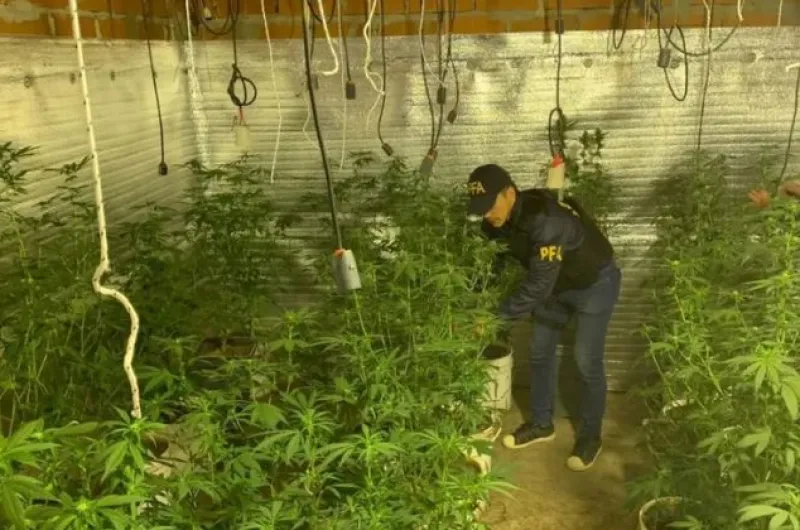 Detienen a una pareja que tenía un invernadero de marihuana en su casa del barrio Vinalar - El ...