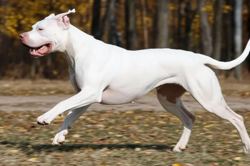 Un perro atacó a una anciana que esperaba ser atendida en una sala médica - Una anciana de 70 ...