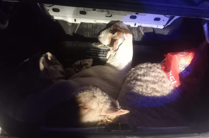 Llevaban cabra, oveja y chanchos robados en el baúl de un remís - Dos ...