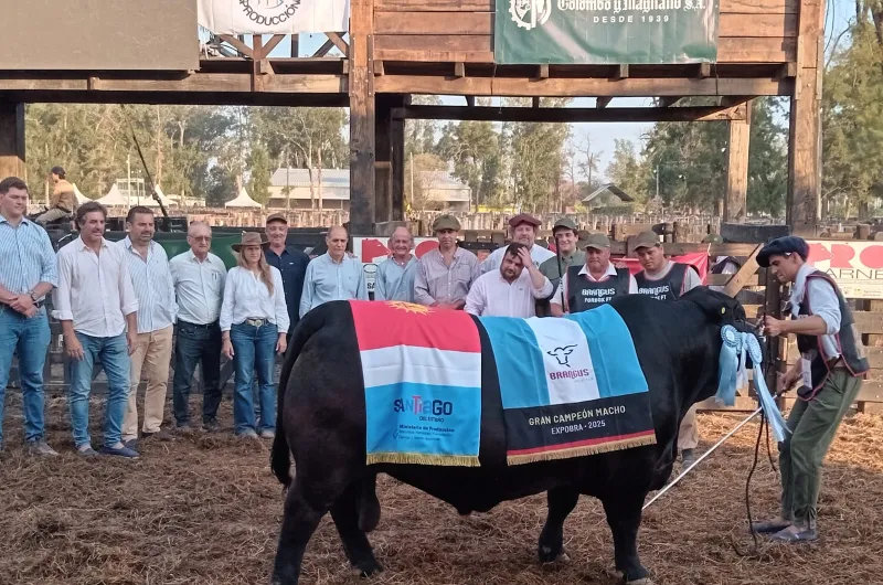 Las razas brillaron en la ExpoBra: genética de excelencia y un remate récord de 16.000 cabezas ...